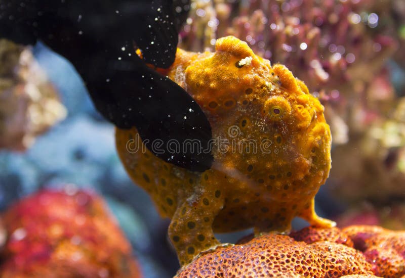 Pesce Della Rana E Multiocellatus Di Antennarius Del Corallo Immagine ...