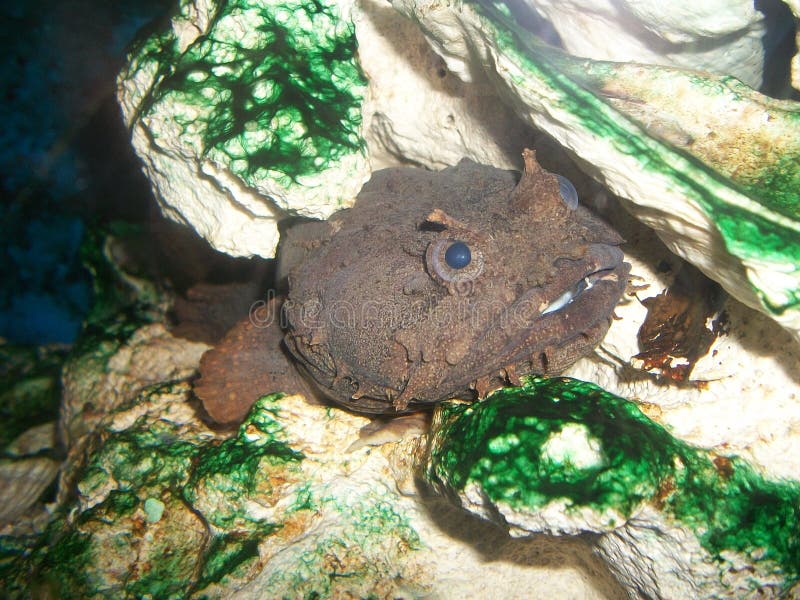 Pesce della roccia immagine stock. Immagine di pesci - 42675041