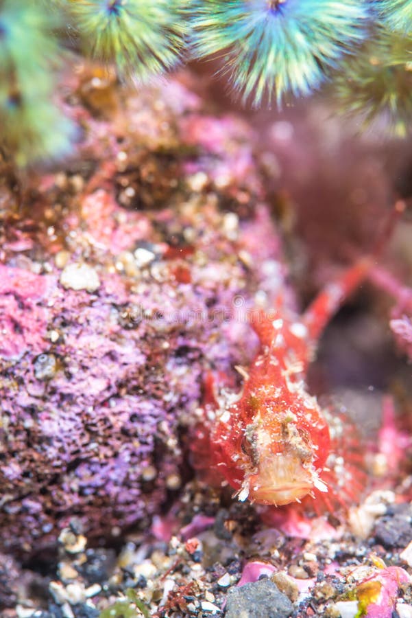 Pesce della roccia immagine stock. Immagine di asia, naughty - 73104387