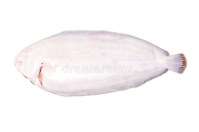 Pesce Della Sogliola Intero Fotografia Stock - Immagine di seafood ...