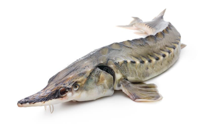 Pesce dello storione immagine stock. Immagine di alimento - 36294229
