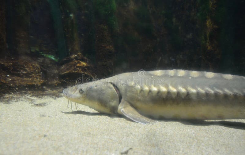 Lo storione siberiano. immagine stock. Immagine di elementi - 25926857
