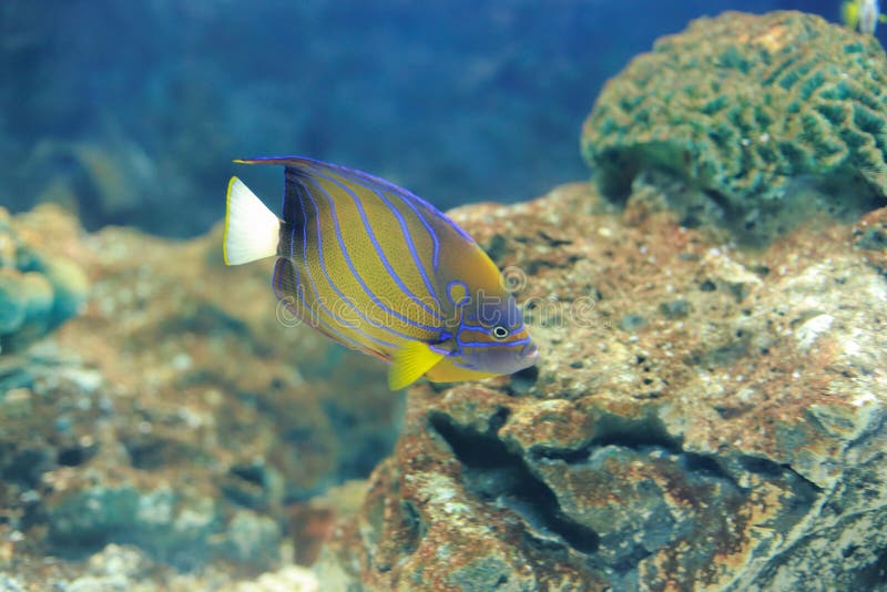 Pesce Di Angelo Di Bluering Immagine Stock - Immagine di esotico ...