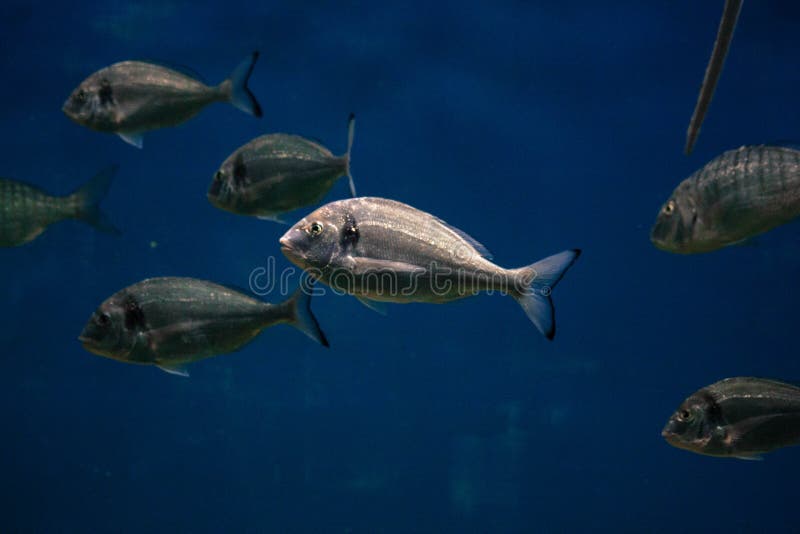 Pesce di mare fotografia stock. Immagine di tropicale - 64386568