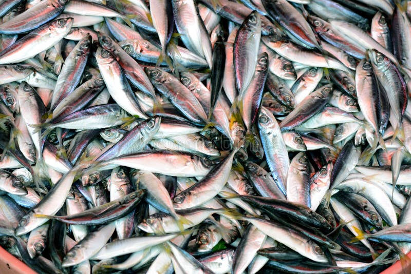 Pesce di mare fresco fotografia stock. Immagine di abramide - 32245270