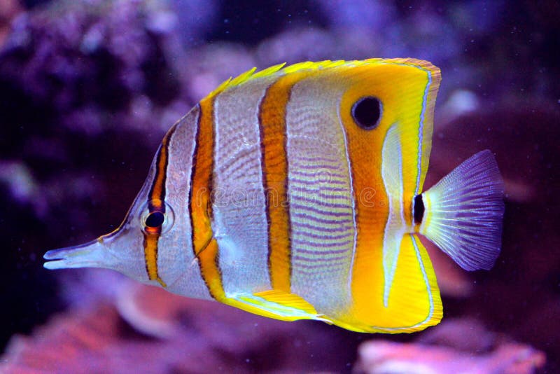 Pesce Di Mare Giallo E Bianco Fotografia Stock - Immagine di nave, vita ...