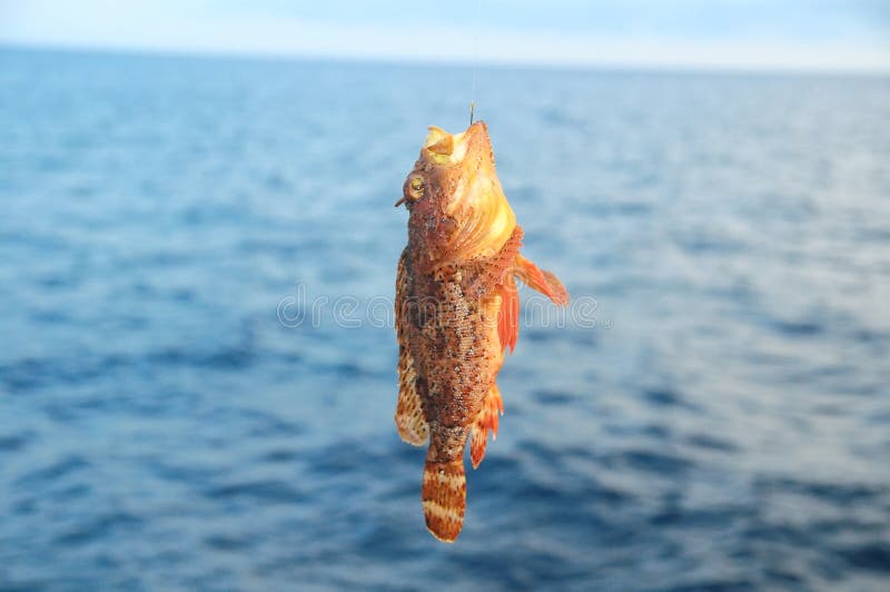 Pesce Di Mare Rosso Della Roccia Fotografia Stock - Immagine di signore ...