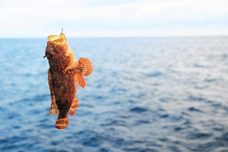 Pesce Di Mare Rosso Della Roccia Immagine Stock - Immagine di oceano ...
