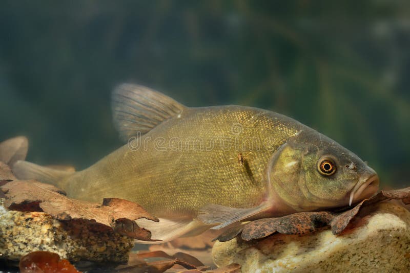 Pesce Di Medico (tinca Tinca) Immagine Stock - Immagine di colore, ceco ...