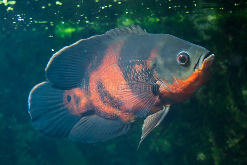 Astronotus Ocellatus Del Pesce Di Oscar Immagine Stock - Immagine di ...