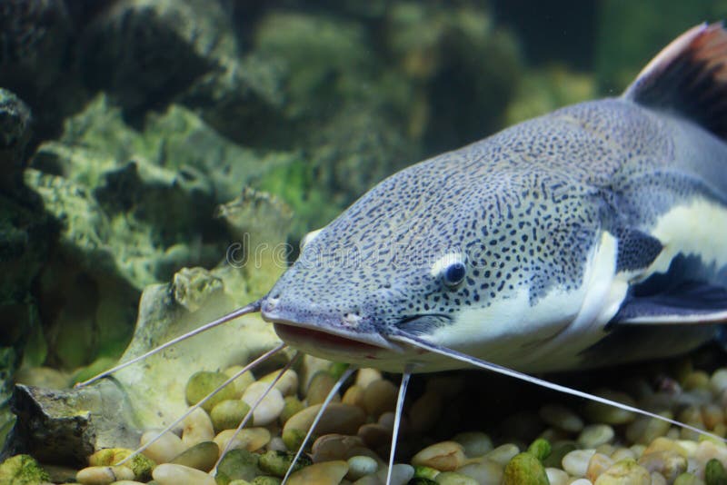 Pesce gatto fotografia stock. Immagine di pesci, acquario - 7876288