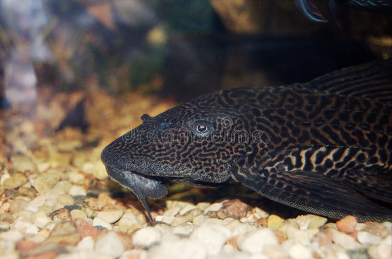 Pesce gatto in acquario immagine stock. Immagine di occhio - 6187875