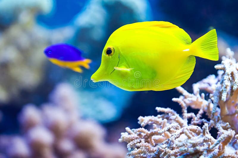 Pesci gialli in acquario immagine stock. Immagine di vibrant - 134564555