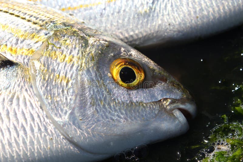 Pesce giallo dell'occhio fotografia stock. Immagine di natura - 33604818
