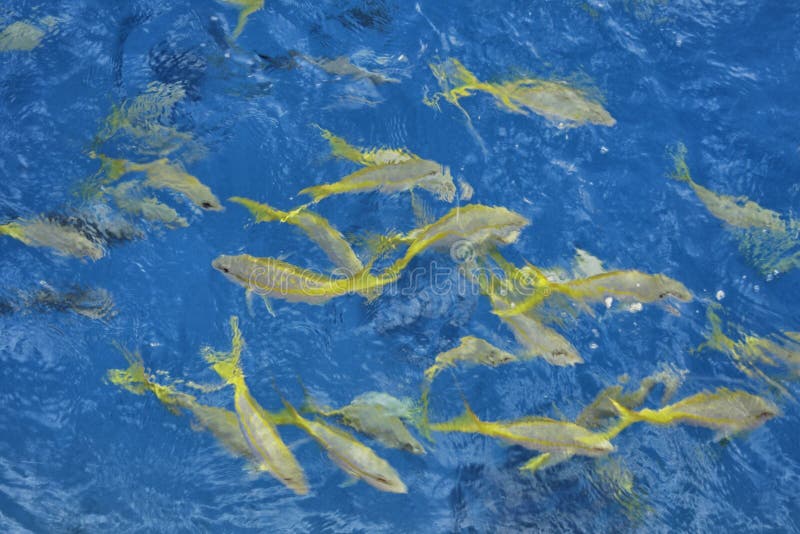 Scuola Del Pesce Della Capra Con Jack Fish, Pulah Weh, Banda Aceh ...