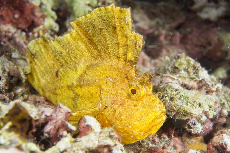 Pesce Giallo Della Foglia a Cebu Immagine Stock - Immagine di animale ...