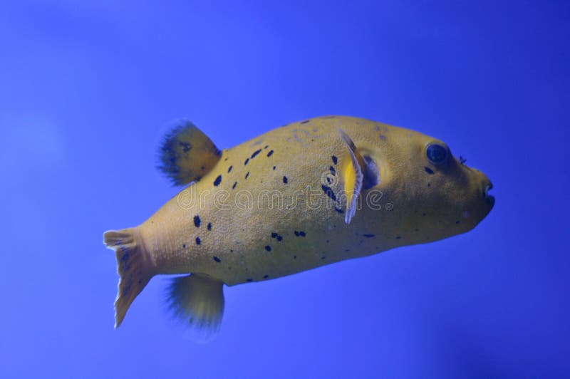 Pesce giallo di fugu fotografia stock. Immagine di giallo - 34536348