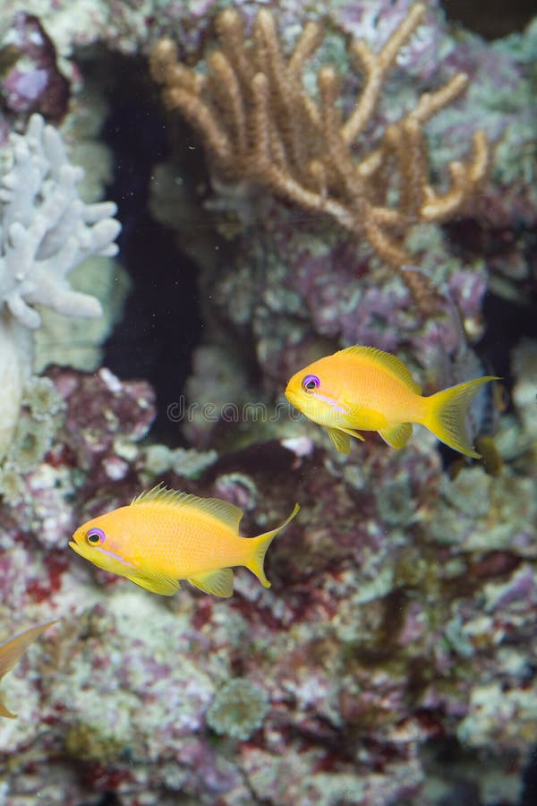 Pesce giallo due immagine stock. Immagine di occhi, acquario - 46924705