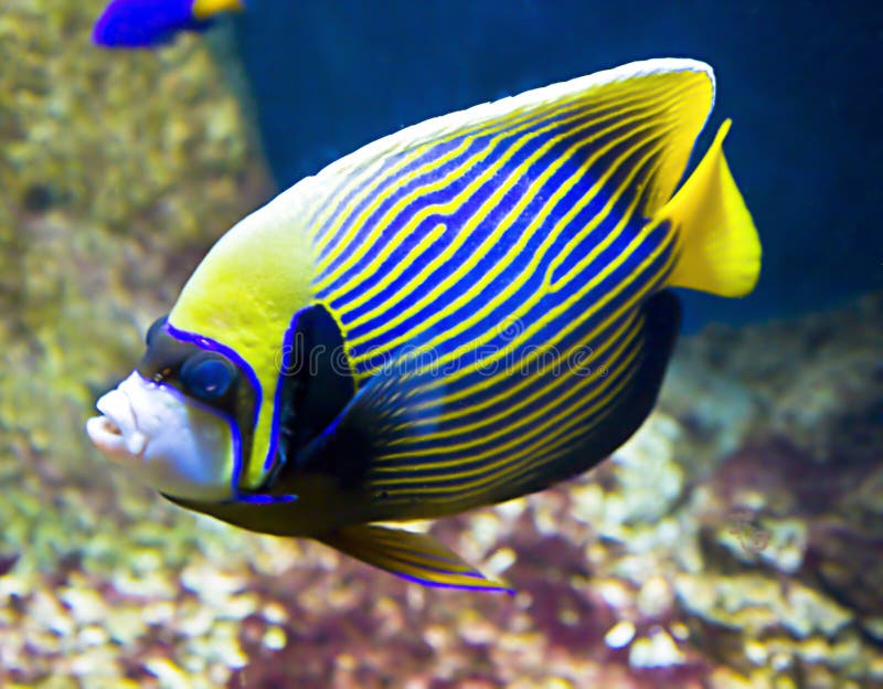 Pesce-imperatore (pesce-angelo) Immagine Stock - Immagine di oceano ...
