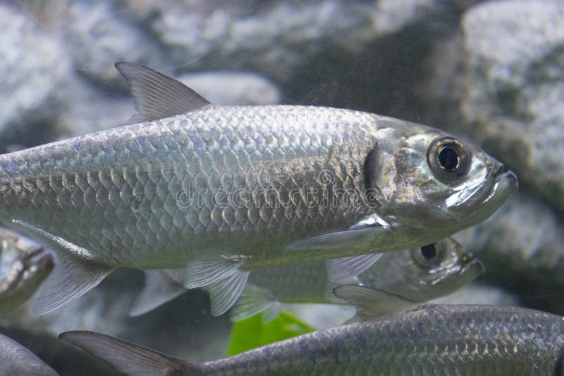 Tarpone Pesce Di Megalops Cyprinoides O Indo-pacifico Immagine Stock ...
