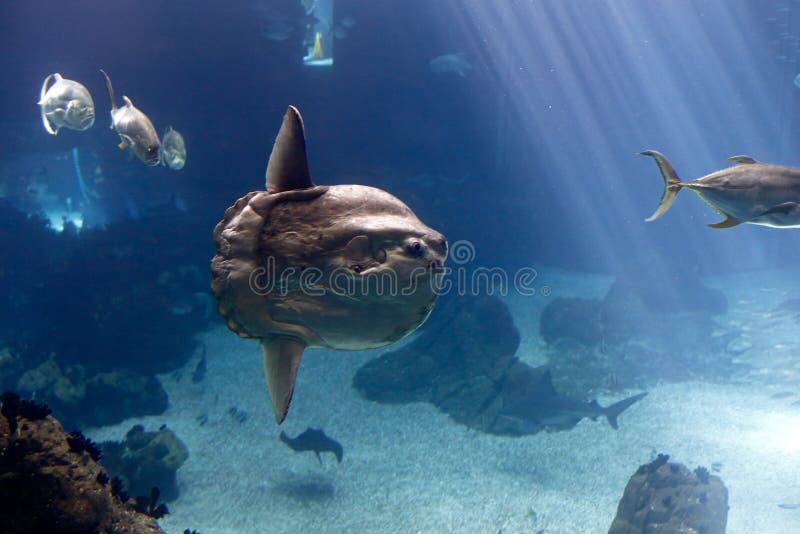 Pesce luna (mola mola) immagine stock. Immagine di nave - 38842321