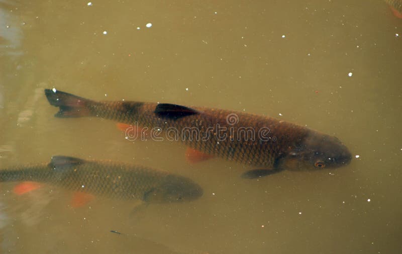 Pesce Nel Cavedano Del Fiume Immagine Stock - Immagine di braccialetto ...