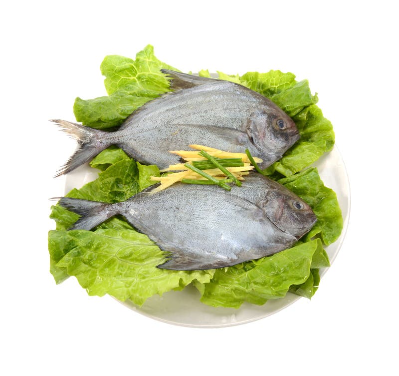 Pesce nel piatto fotografia stock. Immagine di ingorgo - 23252568