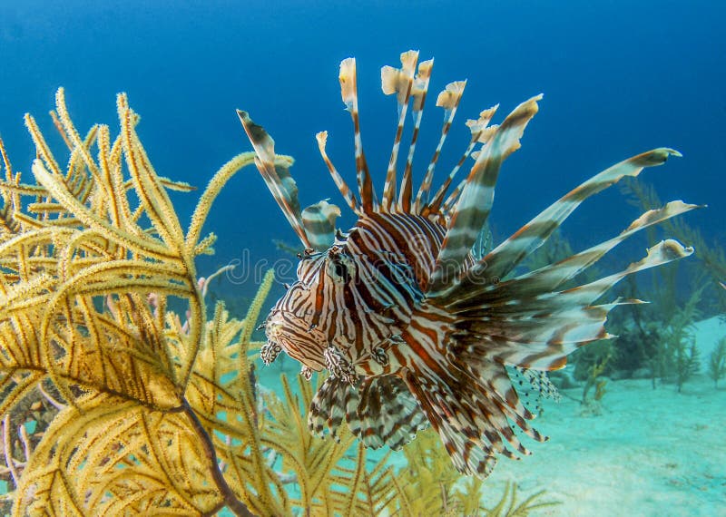 Pesce O Pesce Zebra Del Leone Fotografia Stock - Immagine di ombelico ...