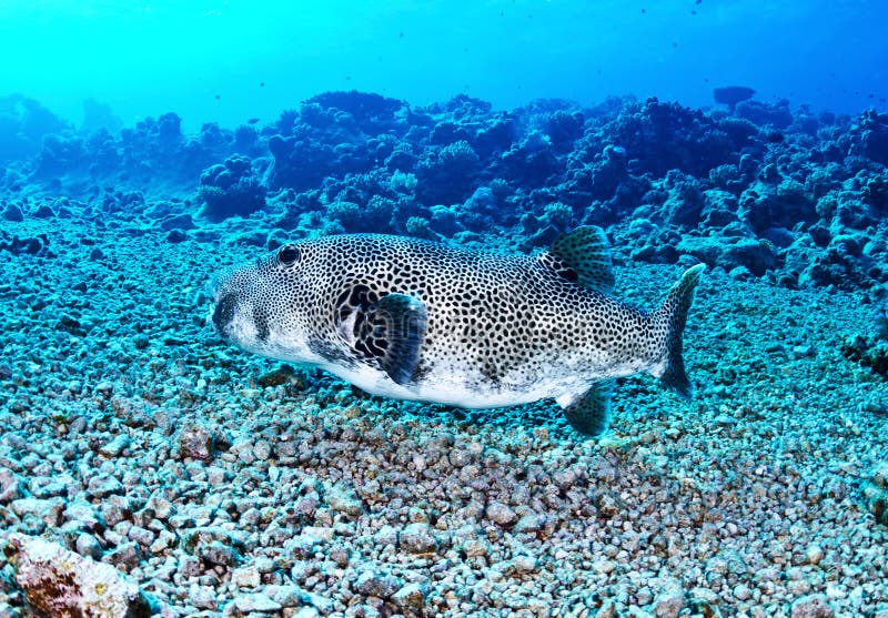 Pesce palla stellato fotografia stock. Immagine di barriera - 26643400