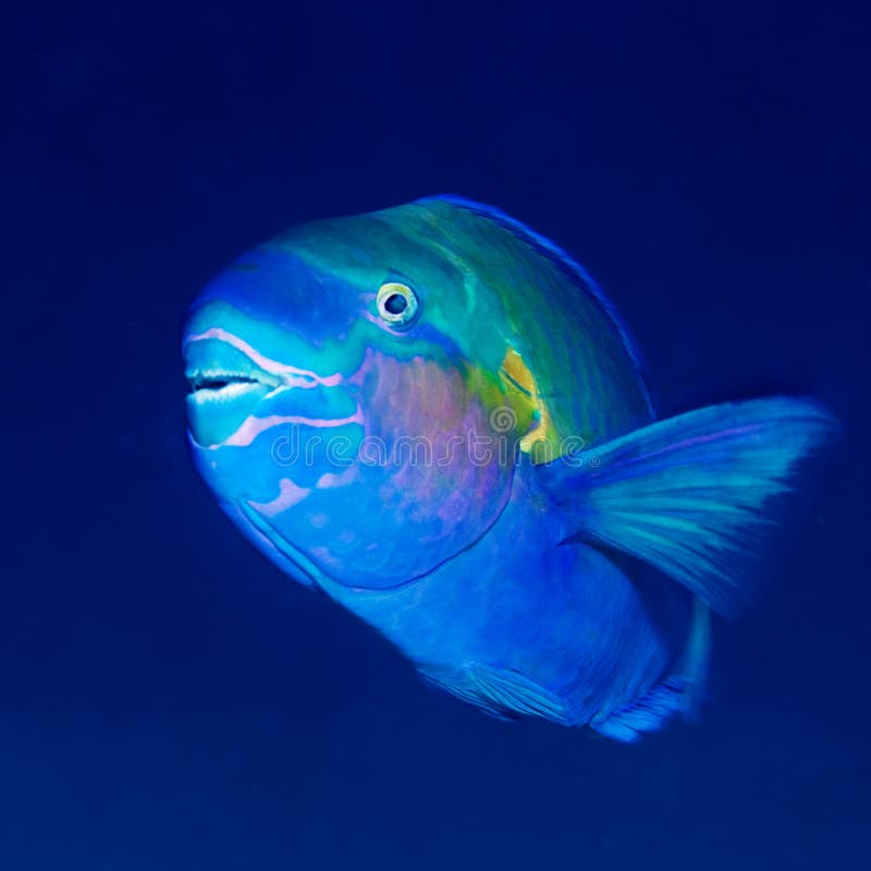 Pesce pappagallo immagine stock. Immagine di tropicale - 7793193