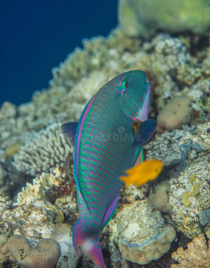 Pesce Pappagallo Bicolore - Cetoscarus Bicolor Fotografia Stock ...