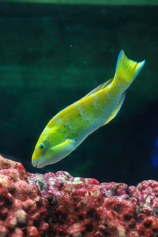 Pesce Pappagallo Blu-escluso Immagine Stock - Immagine di soltanto ...