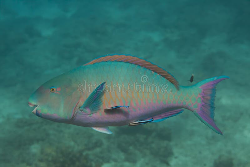 Pesce Pappagallo Di Bullethead (chlorurus Sordidus) Fotografia Stock ...