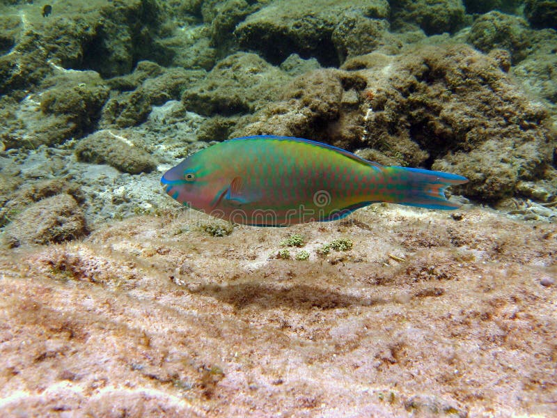 Pesce Pappagallo Di Sheephead Fotografia Stock - Immagine di barriera ...