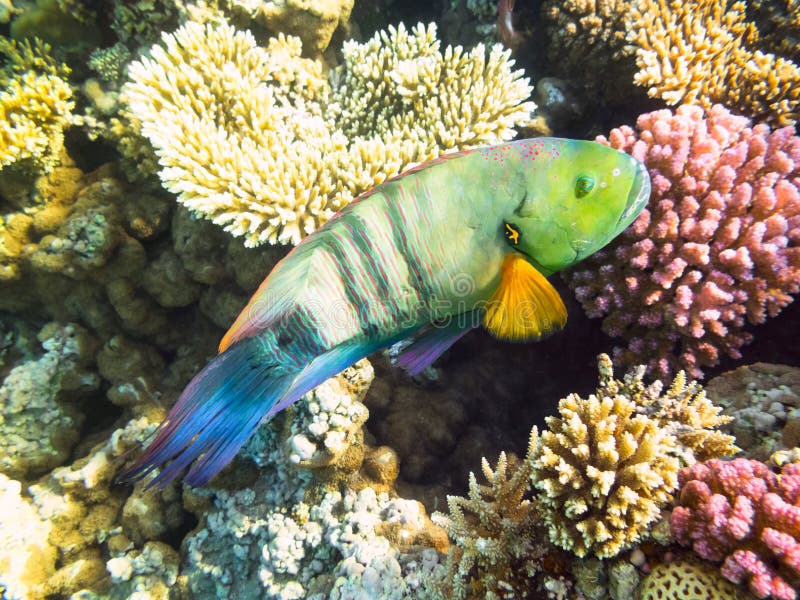 Pesce Pappagallo Mar Rosso Egypt Fotografia Stock - Immagine di striato ...