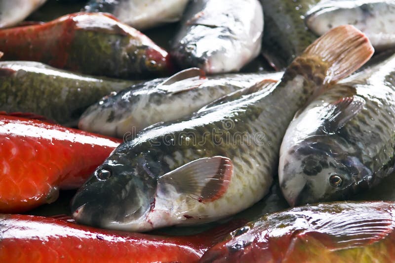 Pesce Pappagallo Nel Servizio Immagine Stock - Immagine di occhio ...