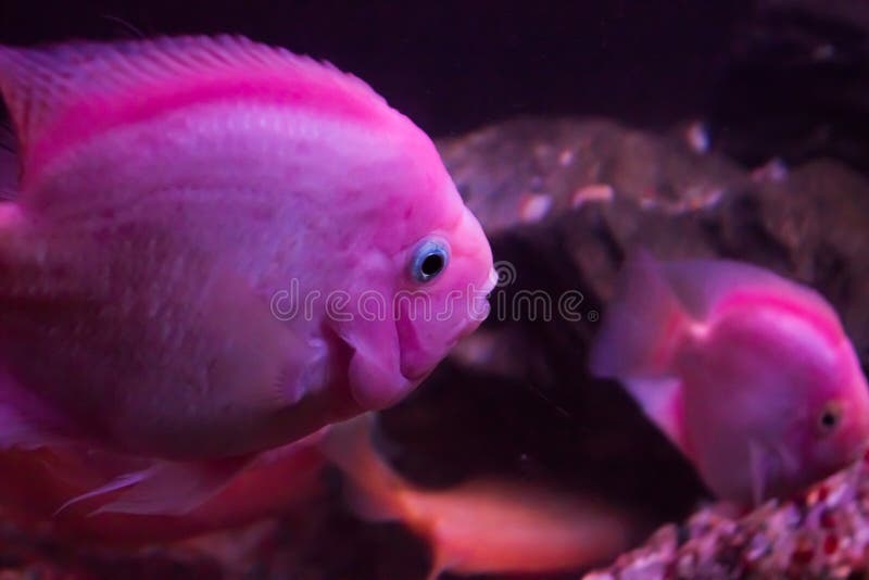 Pesce Pappagallo Rosso, Fotografia Subacquea Immagine Stock - Immagine ...