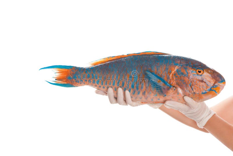 Pesce Pappagallo Variopinto Isolato Fotografia Stock - Immagine di ...