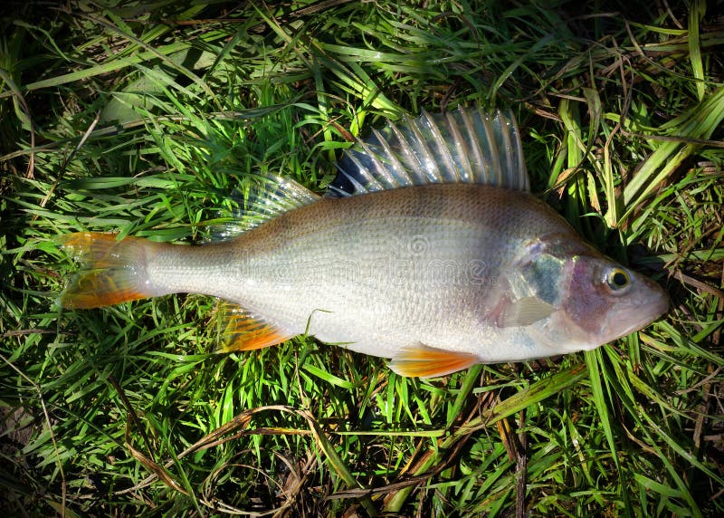 Pesce Persico Del Pesce Del Fiume Chagan Fotografia Stock - Immagine di ...