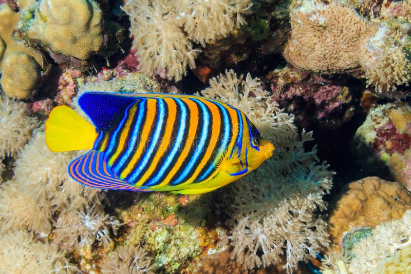 Pesce reale di angelo immagine stock. Immagine di fondo - 84916221