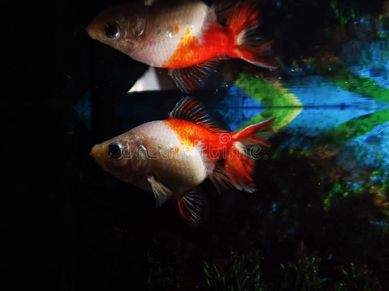 Pesce Rosso Malato Con I Bumbs Sulla Sua Scaglia, Ciotola Del Pesce ...