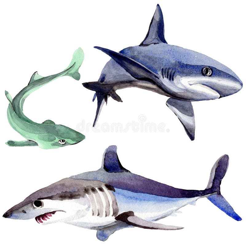 Pesce Selvaggio Dello Squalo in Uno Stile Dell'acquerello Isolato ...