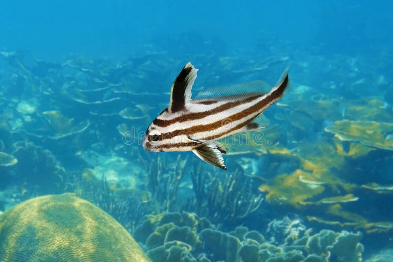 Pesce Snob in Mar Dei Caraibi Intermedio Di Fase Fotografia Stock ...