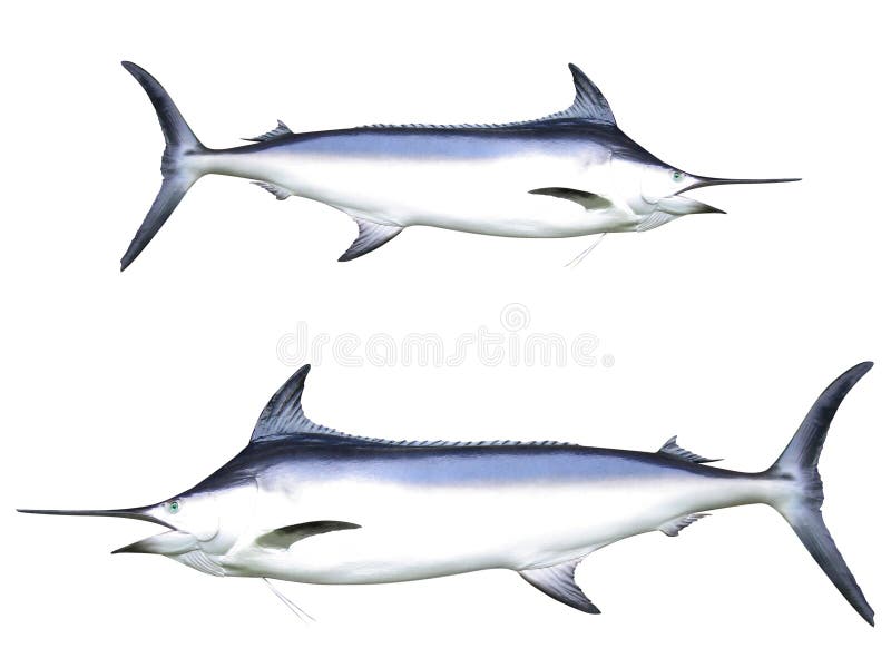 Pesce spada illustrazione di stock. Illustrazione di profilo - 35694087