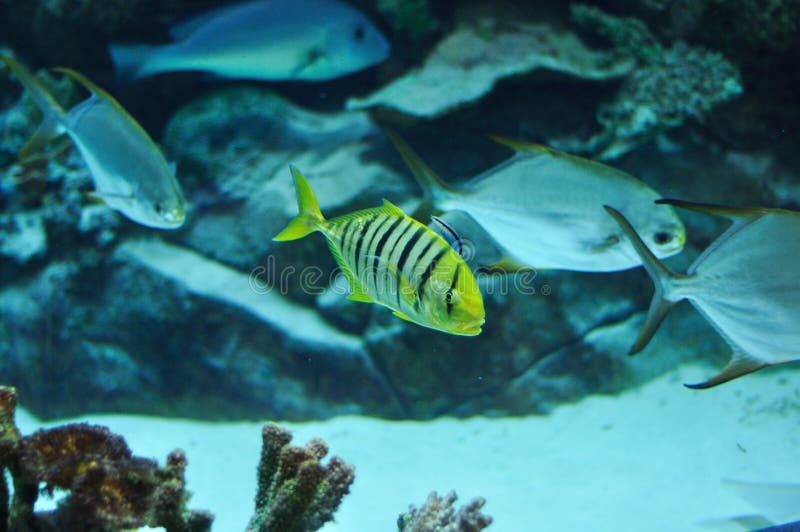 Pesce a Strisce Giallo E Nero Nel Salwater Fotografia Stock - Immagine ...