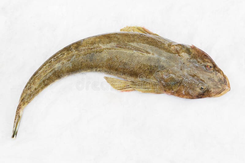 Pesce a testa piatta fotografia stock. Immagine di macro - 39838344