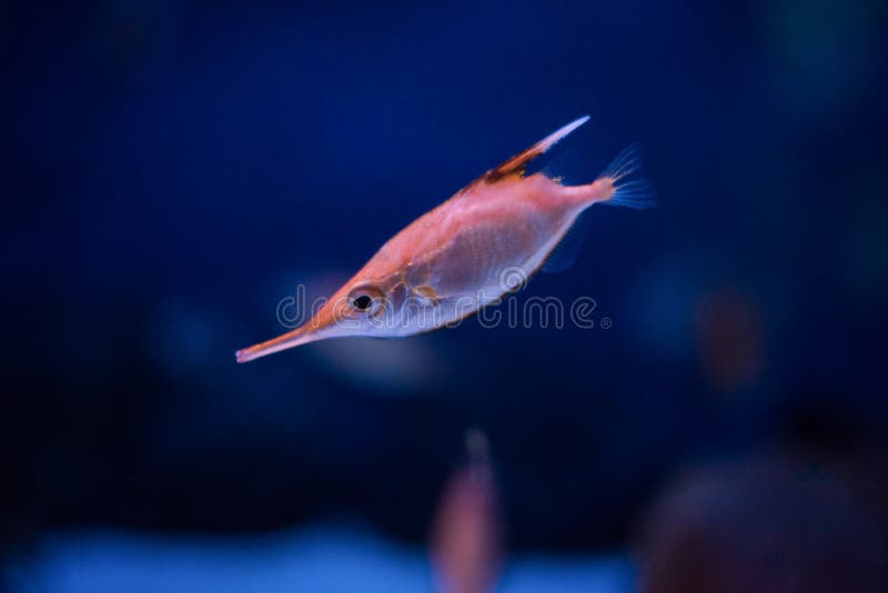 Pesce Trombetta Di Longspine Immagine Stock - Immagine di mare, animale ...