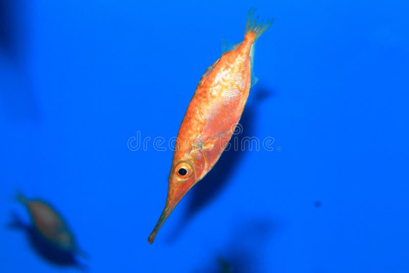 Pesce trombetta giapponese fotografia stock. Immagine di natura - 46916486