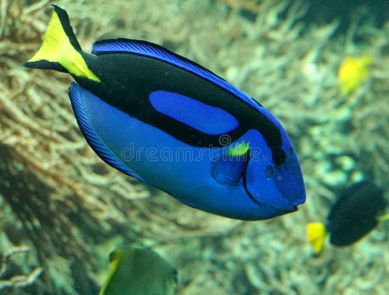 Pesci tropicali blu fotografia stock. Immagine di acqua - 12844504