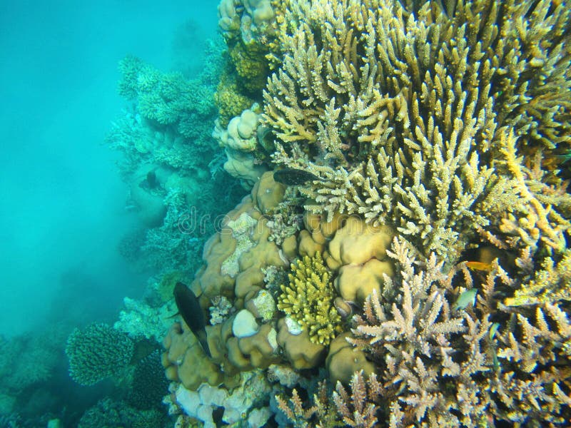 Pesce E Barriera Corallina in Mar Rosso Fotografia Stock - Immagine di ...